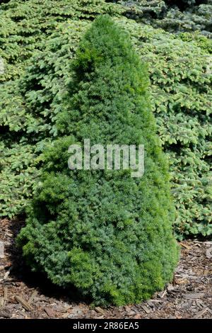 Growing blue Picea glauca Stock Photo - Alamy