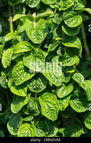 Dogwood, Cornus sanguinea "Compressa" Evergreen, Shrub, Garden Stock ...