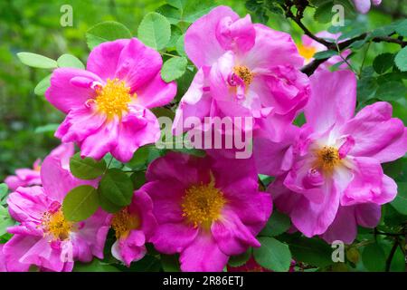 Rosa 'Marguerite Hilling'. Closeup of pink shrub rose Stock Photo - Alamy