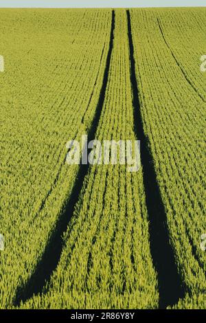 wind nblown corn Stock Photo - Alamy