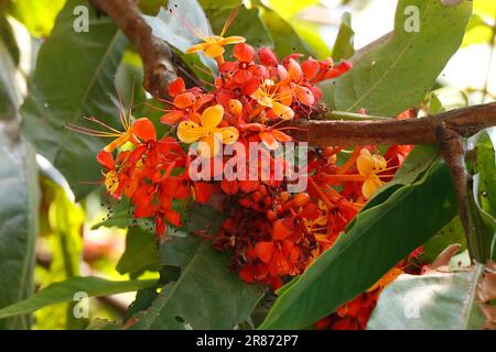 Saraca asoca, commonly known as the Ashoka tree, is the state flower of ...