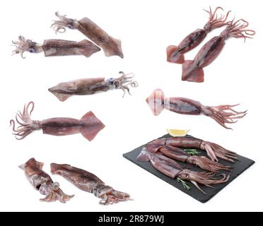 Collage with squids on white background, top and side views Stock Photo ...