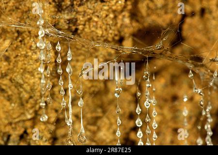 New Zealand glow worm larvae (Arachnocampa luminosa Stock Photo - Alamy