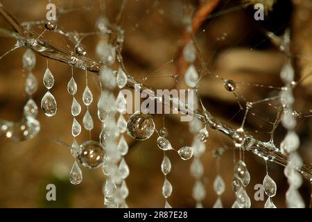 New Zealand glow worm larvae (Arachnocampa luminosa Stock Photo - Alamy