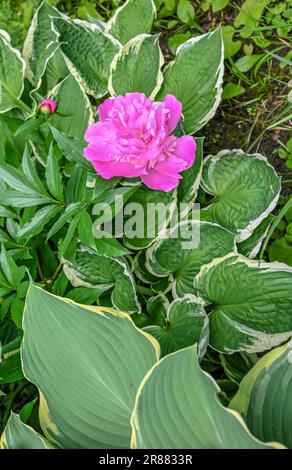 Pink Princess Margaret peony flower on green leaves background on a ...