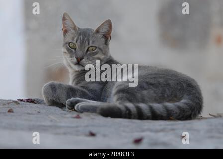 Resting Cream Tabby Cat Stock Photo - Alamy