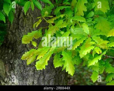 Fresh seedling of an oak tree in the forest Stock Photo - Alamy