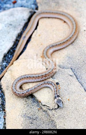 Florida Brown Snake (Storeria dekayi victa), Myakka State Park, Florida ...