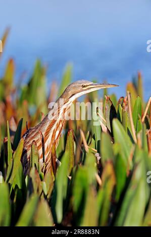 Adult American Bittern (Botaurus lentiginosus) in wetland with raised ...
