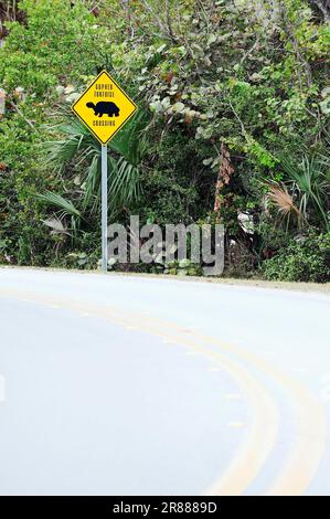 Sanibel Island Florida,Gopher tortoises Gopherus polyphemus,roadway ...