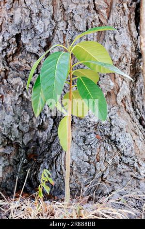 Florida strangler fig, Strangler fig (Ficus aurea), Strangler figs ...