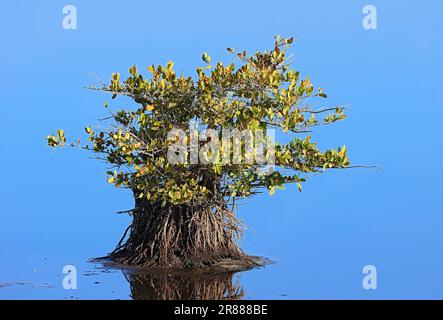Red Mangrove (Rhizophora mangle) stand showing root system, Florida ...