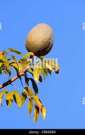 West Indian mahogany, fruit on tree, Everglades National Park, Florida ...