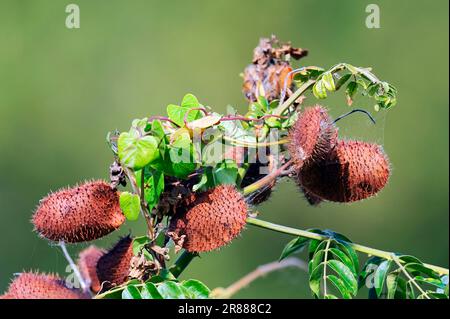 Gray Nicker (Caesalpinia bonduc), Fruit, gray nicker Nickerbean, Yellow ...