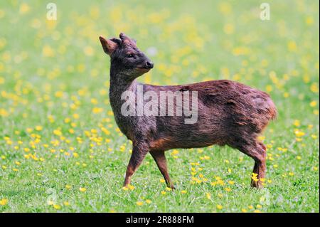 Southern Pudu, male (Pudu pudu Stock Photo - Alamy