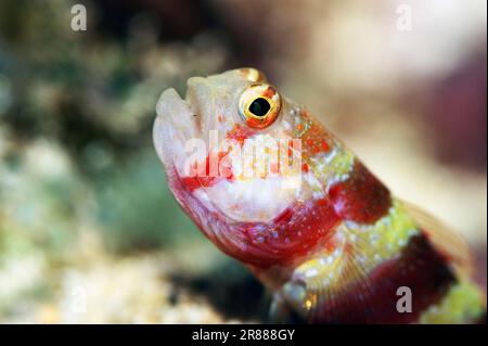 Wheeler's Watchman gorgeous prawn goby (Amblyeleotris wheeleri ...