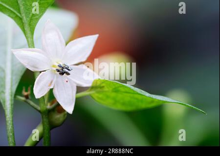 Spanish pepper (Capsicum annuum) flower bud, coloured scanning electron ...