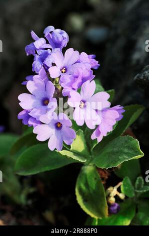 Silver-edged primrose (Primula marginata), blooming, France Stock Photo ...