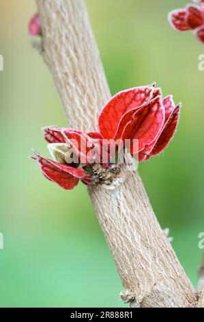 Goethe flower, goethe plant (Goethea cauliflora Stock Photo - Alamy