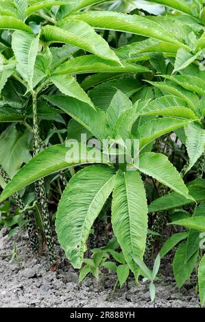 Voodoo Lily (Sauromatum venosum Stock Photo - Alamy