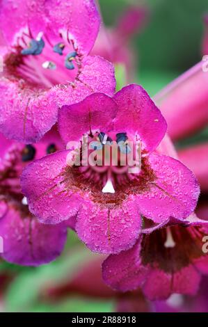 Beardtongue 'Rich Ruby' (Penstemon hybride), Beardtongue Stock Photo ...