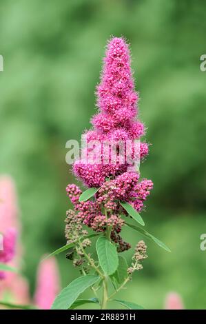 Pink flower of hardhack steeplebush or rose spirea plant. Spiraea ...
