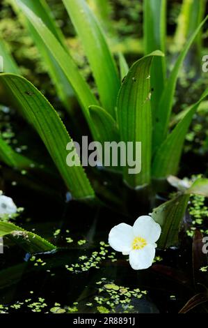Water soldiers (Stratiotes aloides), North Rhine-Westphalia, Water aloe ...