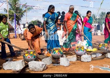 Women Performing Pongal celebration at Pollachi, Tamil Nadu, South ...