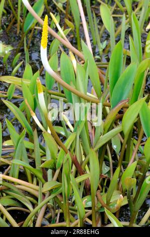 Water golden club (Orontium aquaticum Stock Photo - Alamy