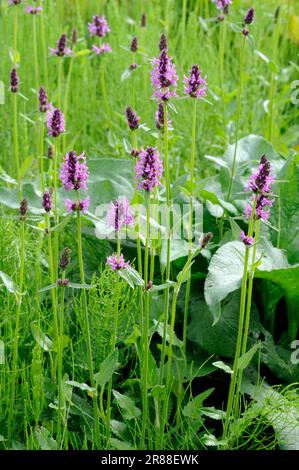 Wood betony (Stachys officinalis) Bishop's root Stock Photo - Alamy