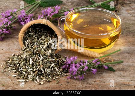Cup of medicinal zest tea (Stachys officinalis) Medicinal zest tea ...