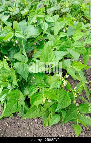 Broad beans, Phaseolus vulgaris nanus (Phaseolus vulgaris nanus Stock ...