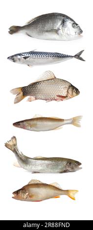 Collage with different types of raw fish on white background Stock ...