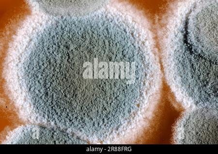 Mold cultures grow on substrate, mold culture, mold Stock Photo - Alamy