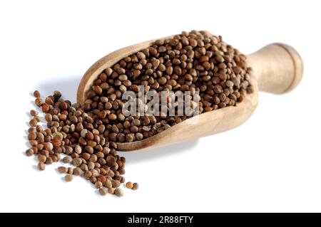Black nettle fruit (Perillae Fructus), Zi Su Zi, freehand, object Stock ...