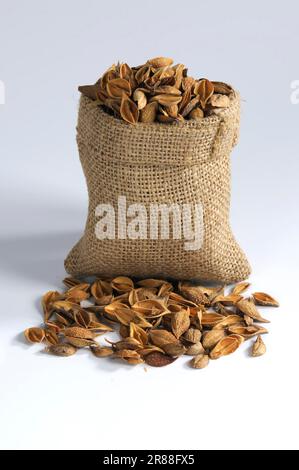 Forsythiae Fructus (Forsythia suspensa), Lian Qiao Stock Photo - Alamy