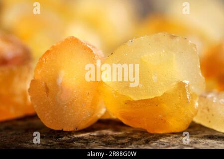 Chinese asparagus root (Asparagi Radix), Tian Dong, freehand, object ...