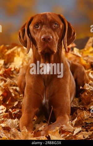 Magyar Vizsla, Shorthaired Hungarian Pointers, Autumn Foliage Stock ...