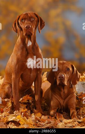 Magyar Vizsla, Shorthaired Hungarian Pointers, Autumn Foliage Stock ...