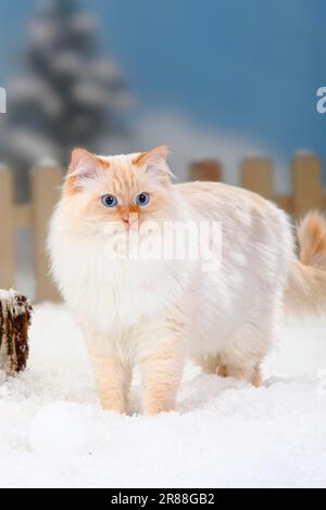 Neva Masquarade, Male, red-tabby-point-white, Siberian Forest Cat ...