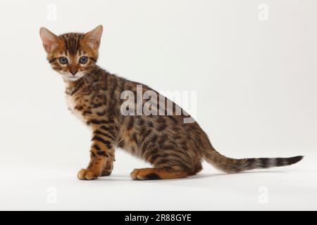 Bengal cat, kitten, 8 weeks, sideways Stock Photo - Alamy