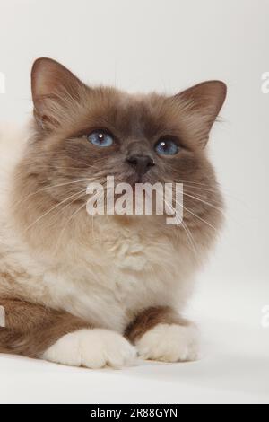 Sacred Cat of Burma, Blue Point, Male, Burma Stock Photo - Alamy