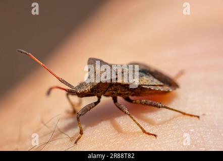 Stink Bugs (Pentatomidae) on a hand 01 Stock Photo - Alamy