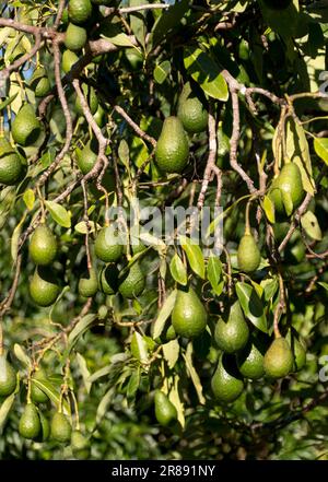 A Hass avocado growing at a commercial orchard in Tingambato, Michoacan ...