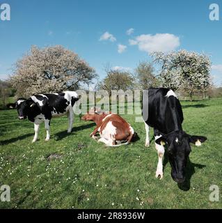 spotted cows in dutch spring meadow seem through white and yellow ...