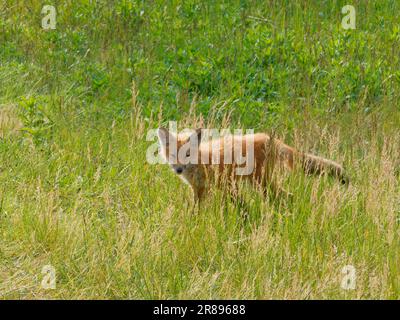 Red Fox Vulpes vulpes Magee Marsh, Ohio, USA MA004158 Stock Photo - Alamy