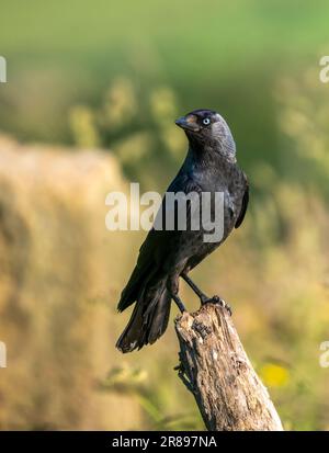 A Jackdaw, (Corvus monedula), a member of the Crow family, ever ...