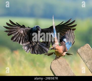 Jackdaws are two species of bird in the genus Coloeus closely related ...