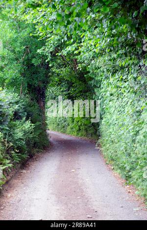 Vertical view of country lane passing through leafy tunnel of foliage ...