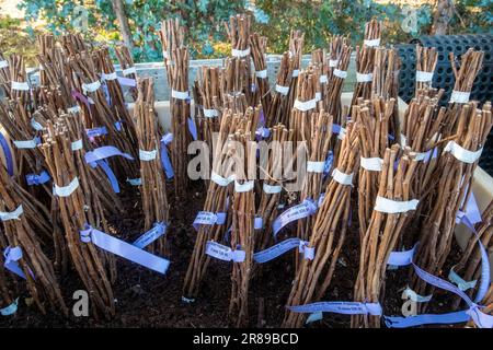 Raspberry canes for propagation for sale at a large nursery Stock Photo ...